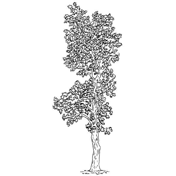 F 911 Sycamore Tree | Purple Daisy Design | Purple Daisy Design