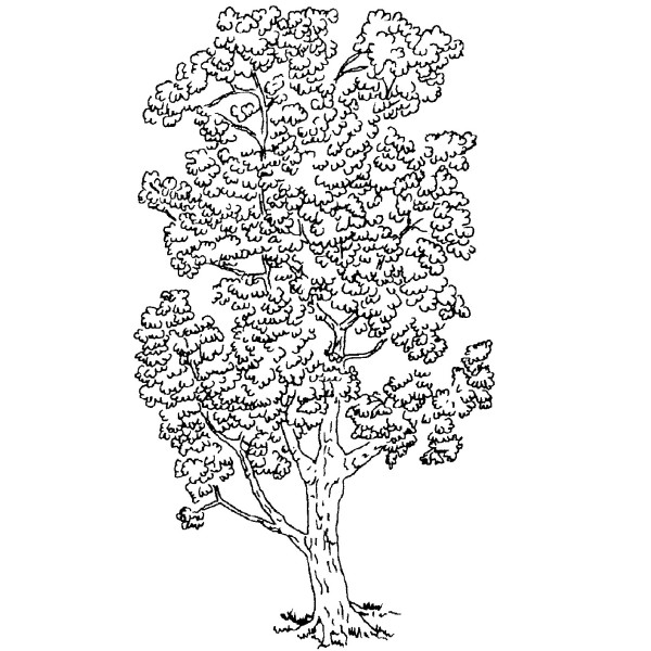 F 912 Ash Tree | Purple Daisy Design | Purple Daisy Design