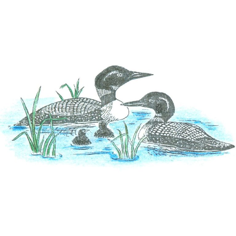 360AC Loon Family | Purple Daisy Design | Purple Daisy Design